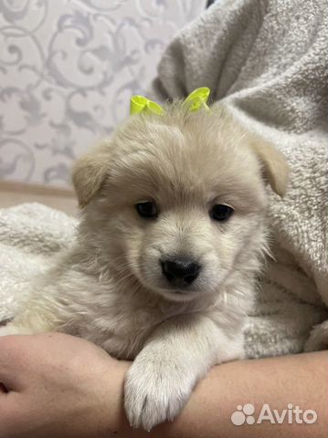 Собака