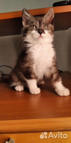 Котик в дар