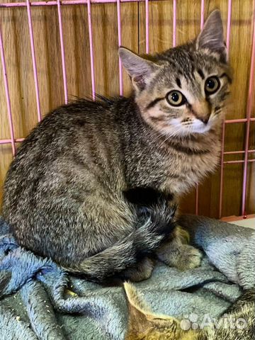 Котёнок джемма, 4.5 мес., привита