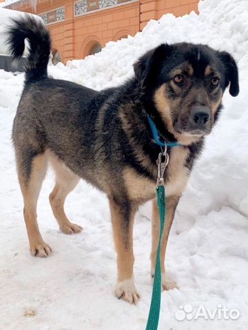 Шикарный пес Буч в добрые руки