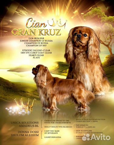 Кавалер Кинг Чарльз Спаниель Вязка