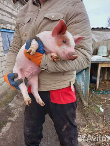 Поросята