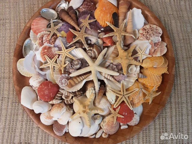 Ракушки морские