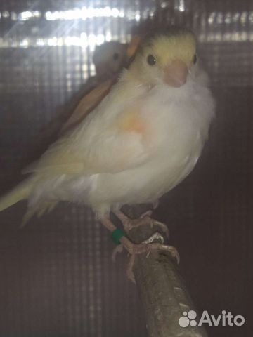 Канарейки (птенцы)