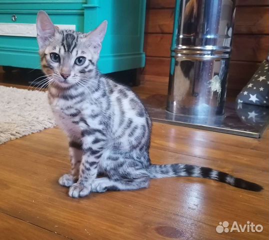 Бенгальские котята