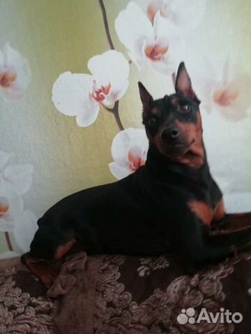 Мини пинчер