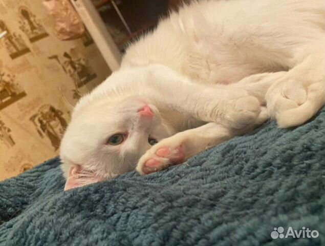 Белый ангел ищет дом