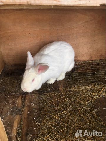 Кролики белый паннон