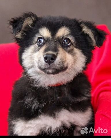 Щенок Маришка