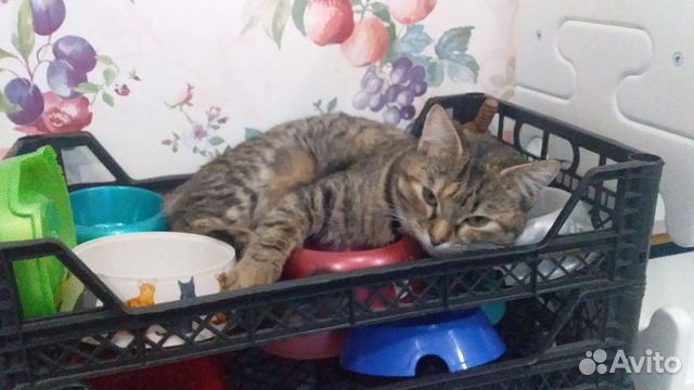 Очень умная кошка-мышка ищет дом