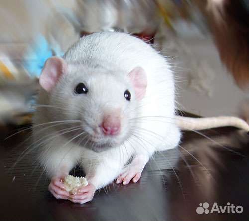 Белая крыса