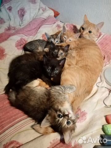 Котята 1 месяц