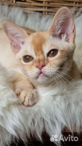 Бурманские котята