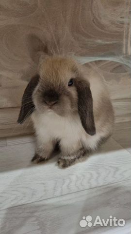 Декоративные карликовые кролики