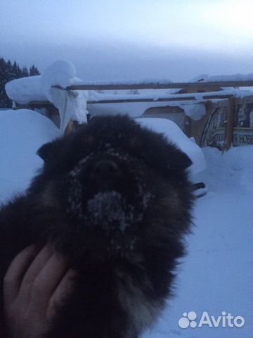 Щенки помесь немецкой овчарки