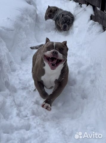 Американский булли