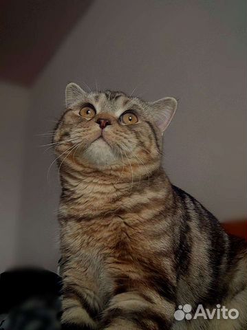 Британский кот на вязку