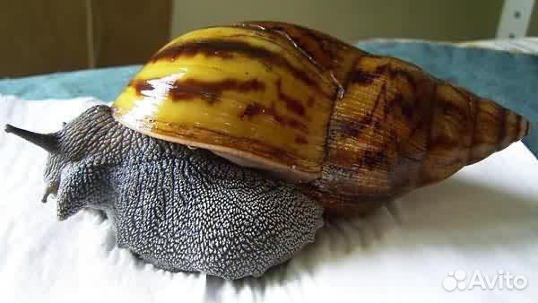 Улитки ахатина- тигр