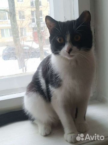 Идеальный черно белый котенок