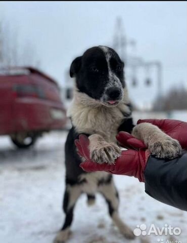Кобелек в хорошие руки