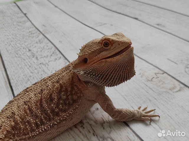 Бородатая агама