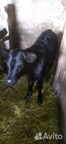 Телка телочка