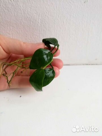 Аквариумные растения