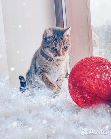 Шикарная кошка Анна ищет хозяина