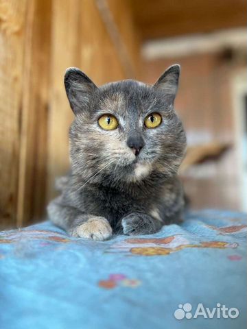 Кошечка метис русской голубой