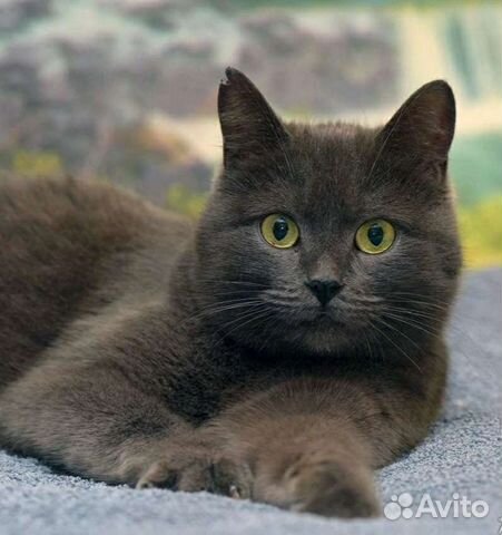 Русская голубая кошечка из Рая или Ада