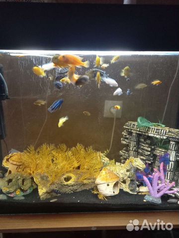 Малавийские цихлиды