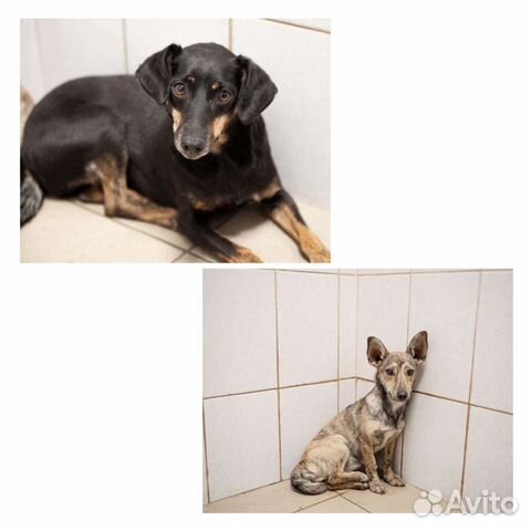 Мама и дочка попали в отлов