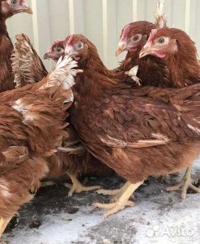 Куры-молодки