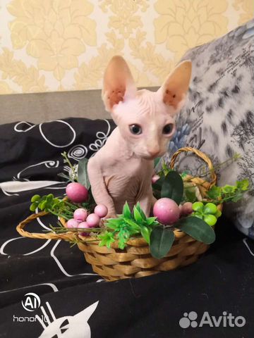 Донской сфинкс котята