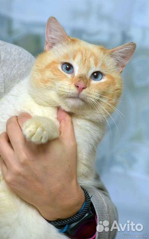 Тайский котик остался без дома
