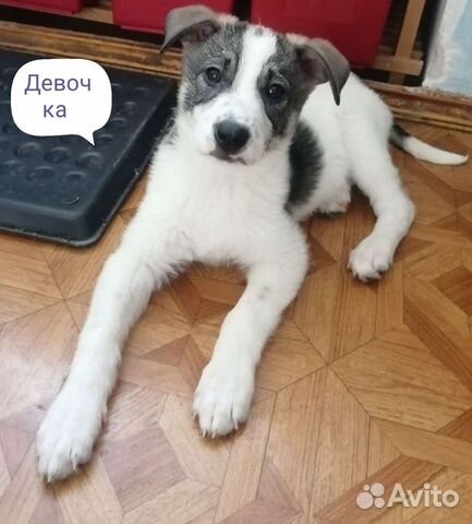 Дворянка в добрые руки