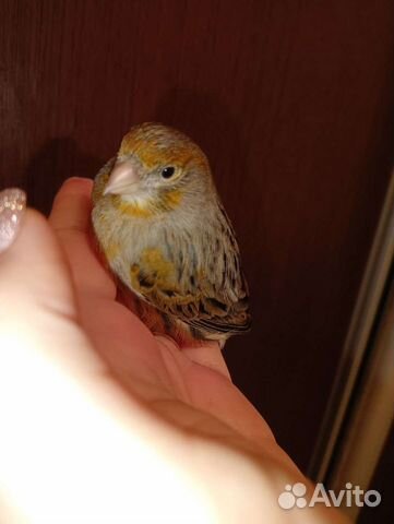 Канарейки самка