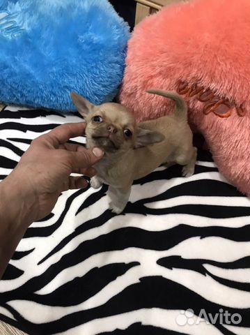 Чихуахуа девочка мини Персик