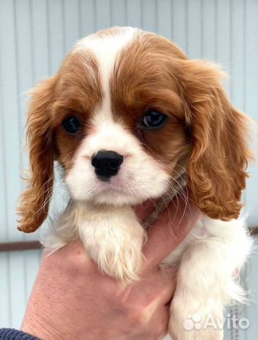 Кавалер кинг чарльз спаниель девочка