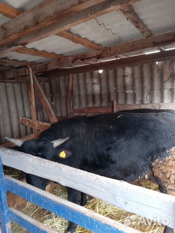 Продаю крупнорогатый скот
