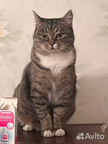 Кошечка Ласкуша ищет дом