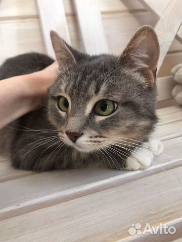Кошка котенок в добрые руки ищет дом