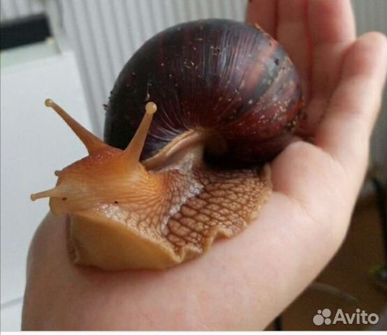 Улитка ахотина