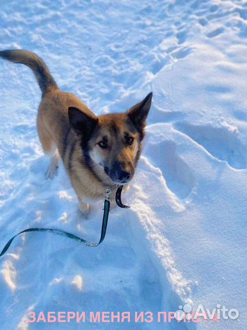 Собака-красотка Линда