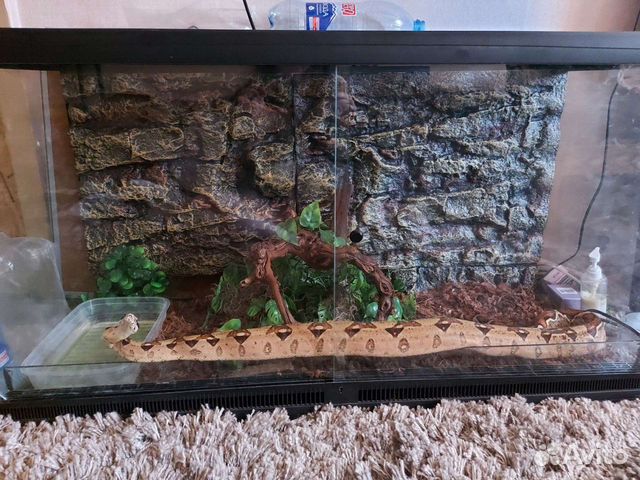 Императорский удав с террариумом