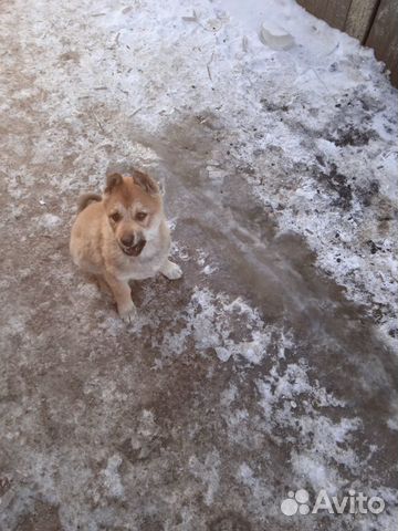 Щенки волкособа