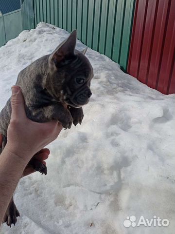 Малыш французского бульдога