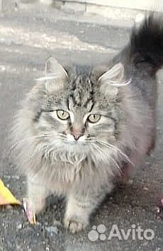 Котенок от сибирской кошки ищет дом