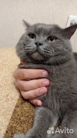 Британская