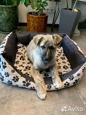 Щенок метис от мамы лайки